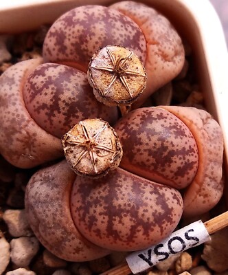 SEEDS -C396 Lithops coleorum Pink 30 Seeds | eBay