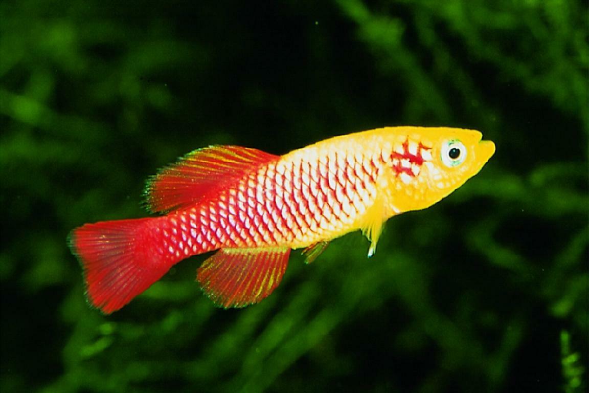 Killifish for sale >> killi.co.uk