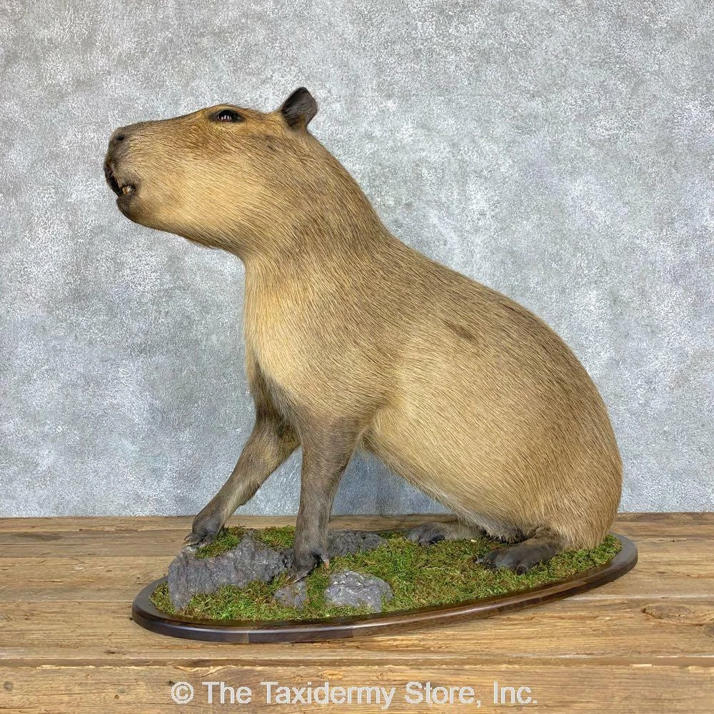 Capybara Size