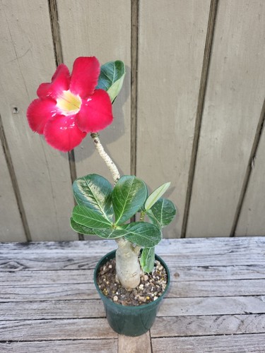 Adenium obesum red rare caudex exotic suculent | eBay