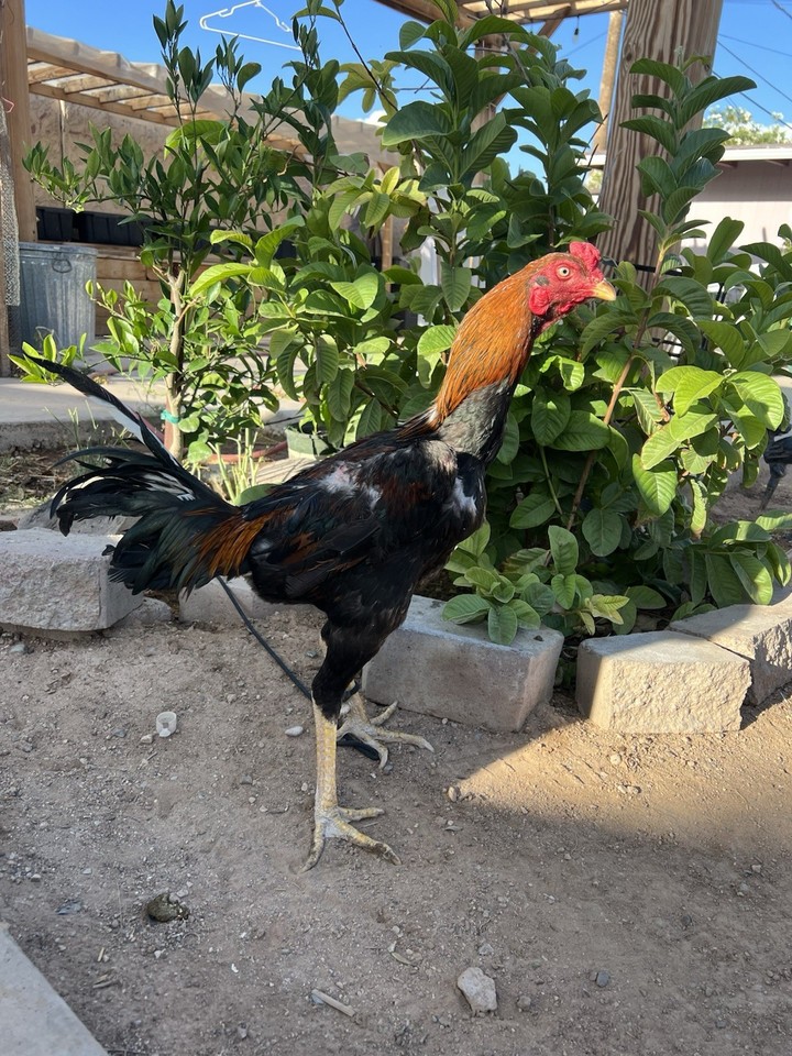 8 plus frog eye Ganoi, plucker x Indian Gamefowl Asil Hatching Egg | eBay