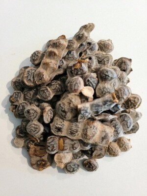 Organic Bagaruwa (Acacia Seed) 100g | eBay UK