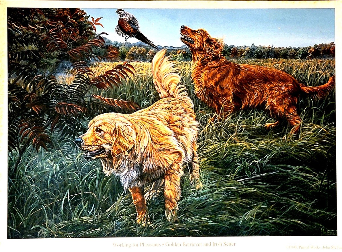 Irish Setter Mixed With Golden Retriever