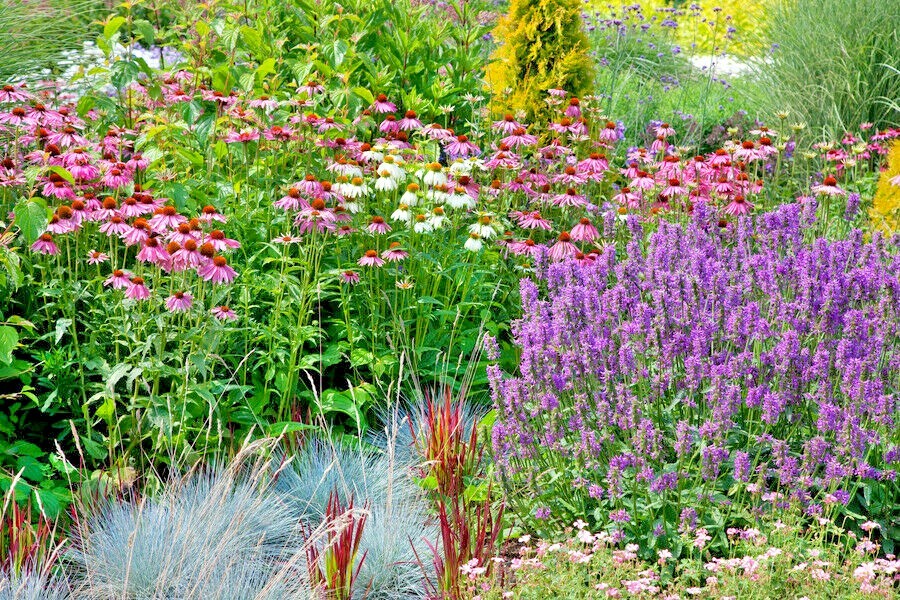 2000+NATIVE PERENNIAL WILDFLOWER Mix Seeds 17 Varieties Pollinators Cut ...