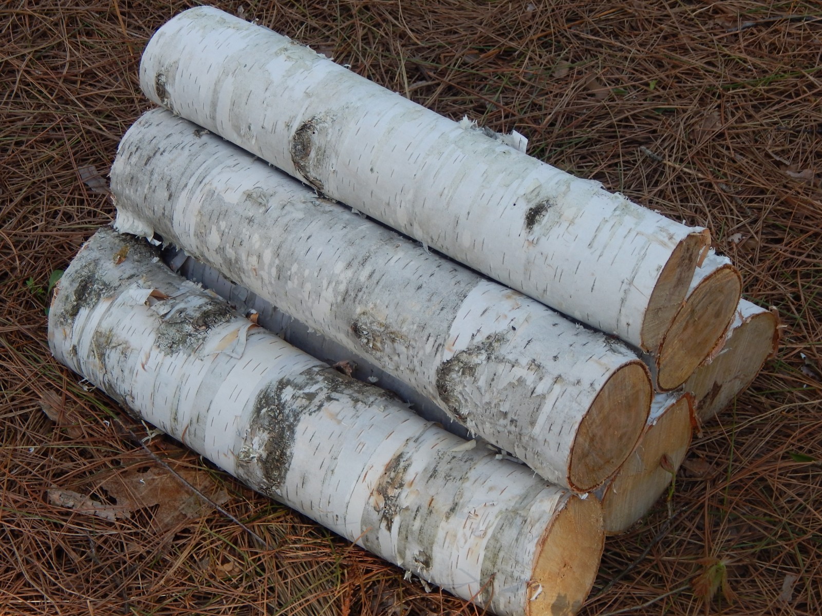 White Birch Logs, 3 count, 16 inches x Approximately 4 inches diameter ...