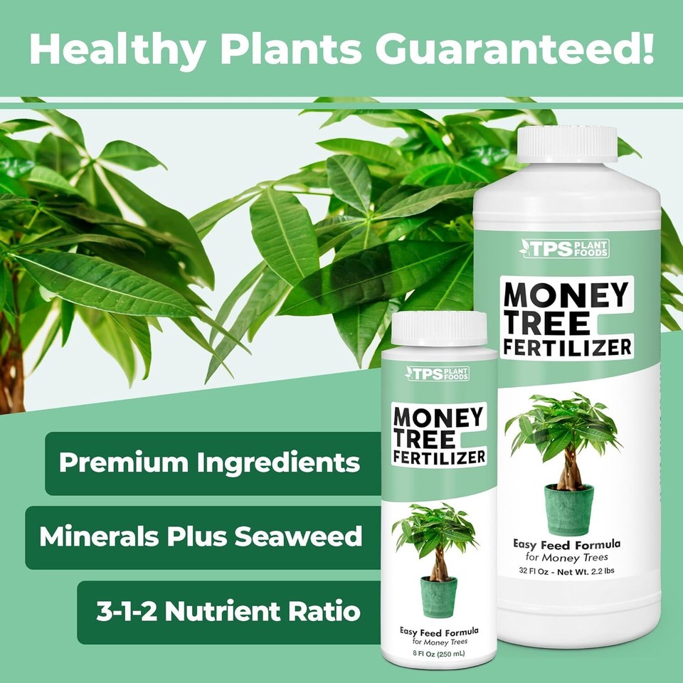 Money Tree Fertilizer for Money Trees and All Pachira Plants, Liquid ...