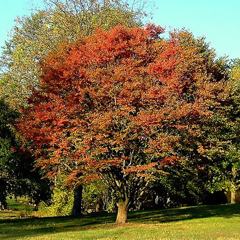 Japanese Zelkova, Zelkova serrata, Tree Seeds (Fast, Hardy, Fall Colors ...