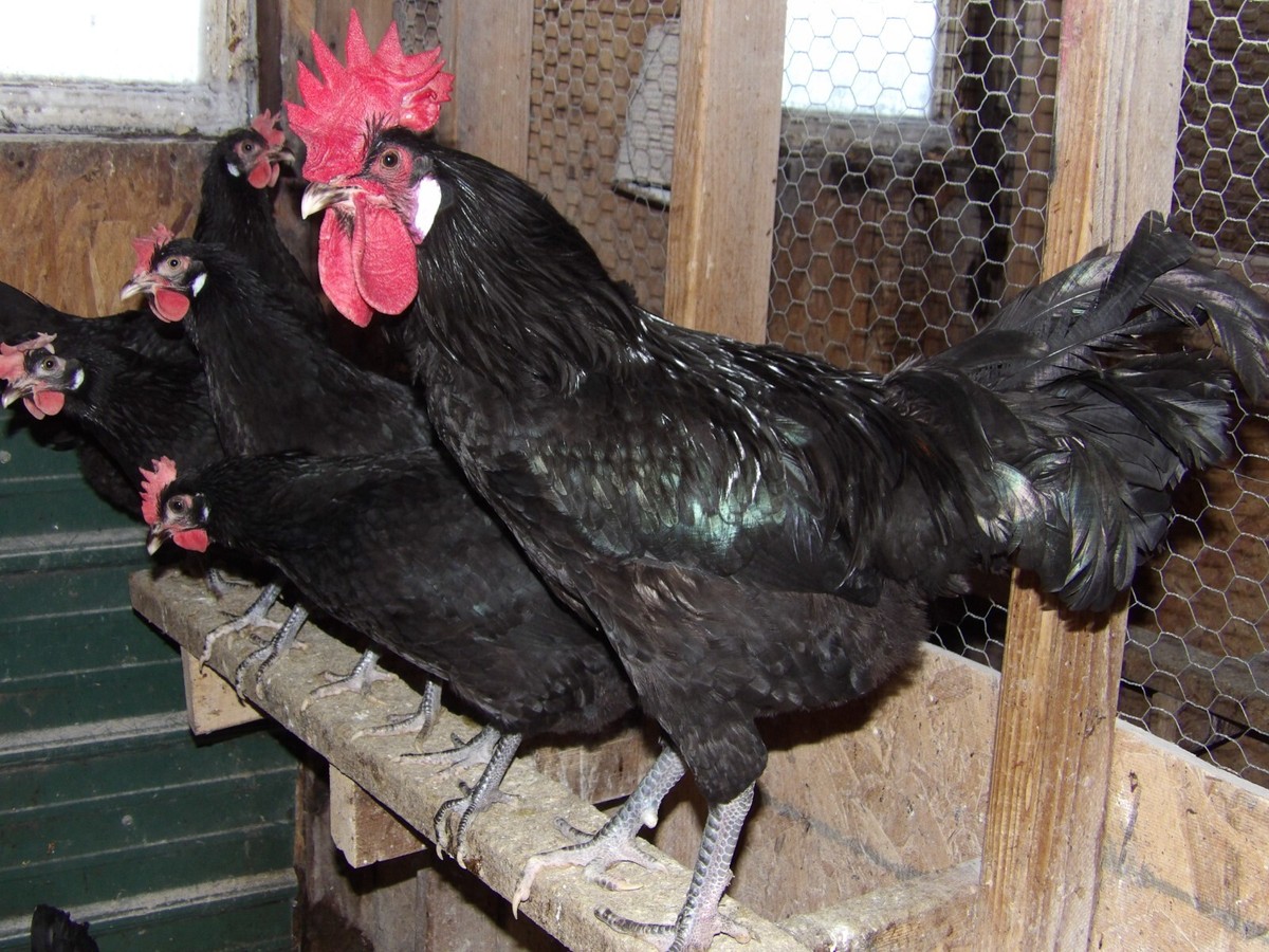 Penedesenca Eggs
