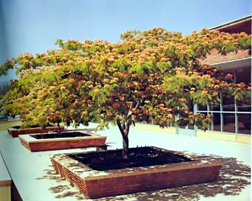 Mimosa Silk Tree, Albizia julibrissin, Seeds (Fast, Hardy, Fragrant) | eBay