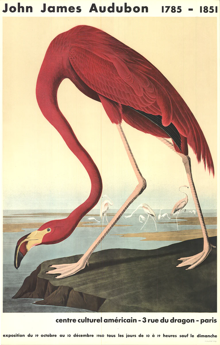 John James Audubon Paintings