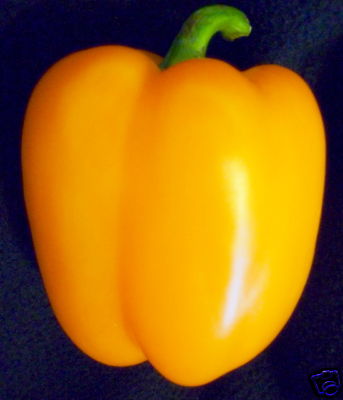 50+ GIANT SWEET SOLID FLESH ORANGE BELL PEPPER SEEDS 4" x 3-4" WIDE ...