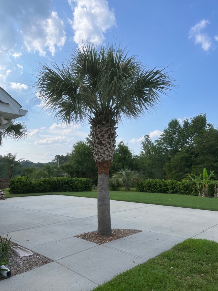 palm trees. Sable palm seedlings cold tolerant. | eBay