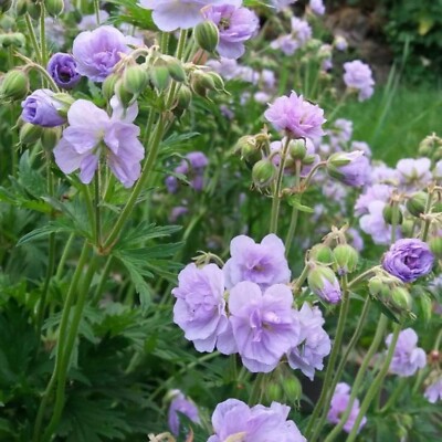 Geranium Cloud Nine in 9cm Pot - Hardy Drought Tolerant Cranesbill ...