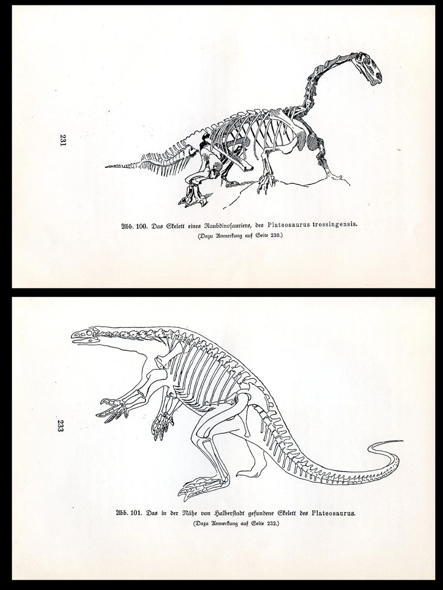 Plateosaurus Skeleton