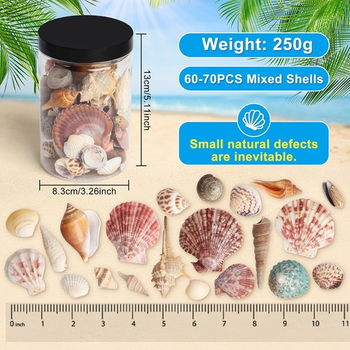 Mixed Sea Shells 250 g Various Size up to 2.5 in Seashells Bulk with ...