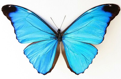 MORPHO ABSOLONI MALE A1 UNMOUNTED WINGS CLOSED PERU | eBay
