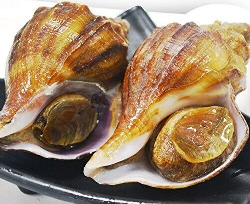 2 Pound (908 grams) dried seafood conch cut slices from South China Sea ...