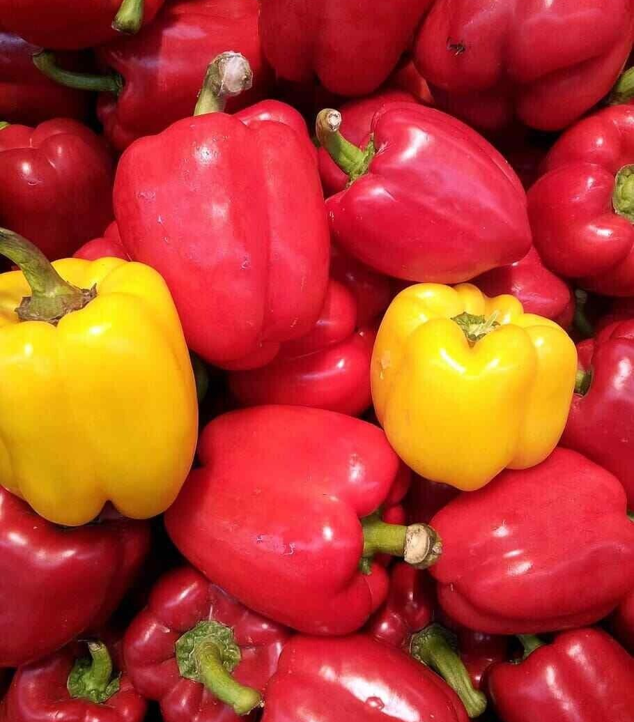 20 x CAPSICUM SEEDS-RAINBOW MIX, GROW YOUR ORGANIC BELL PEPPER GARDEN ...