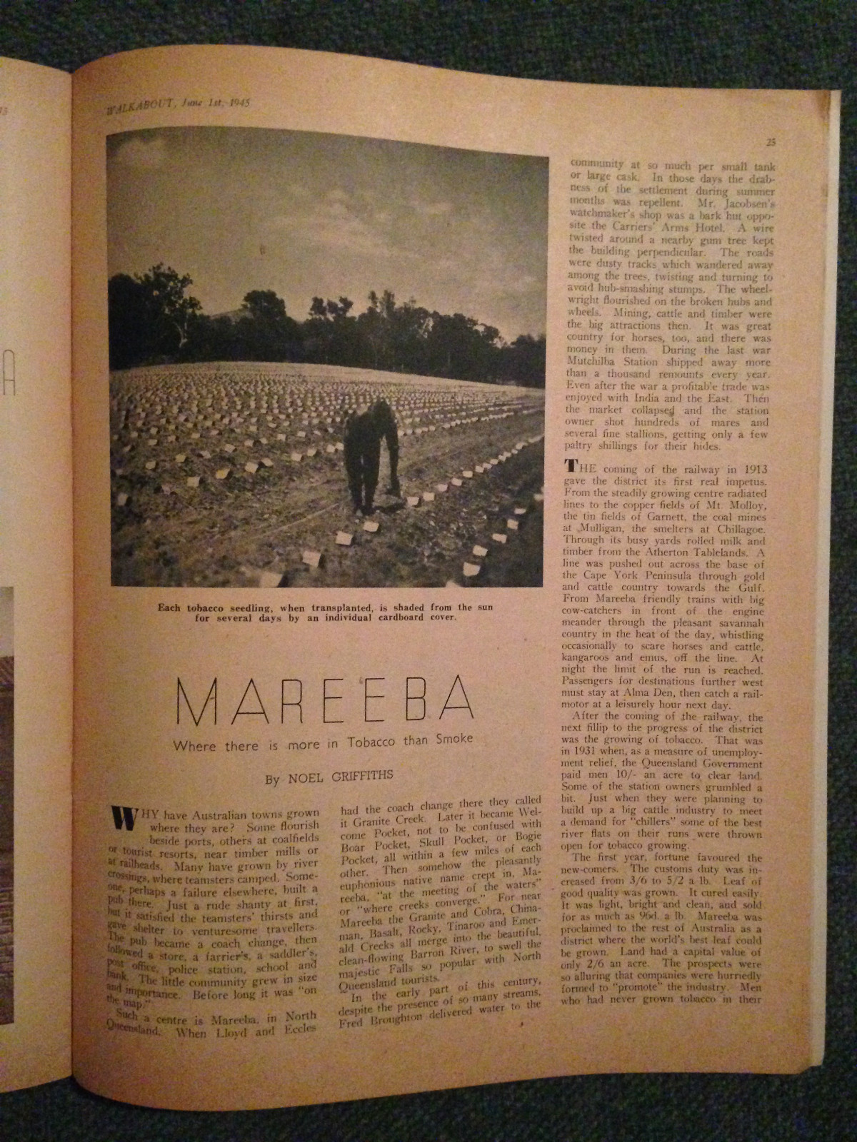 WALKABOUT MAGAZINE JUNE VOLUME 1945 Cattle Drafting Soerabaja Walk ...