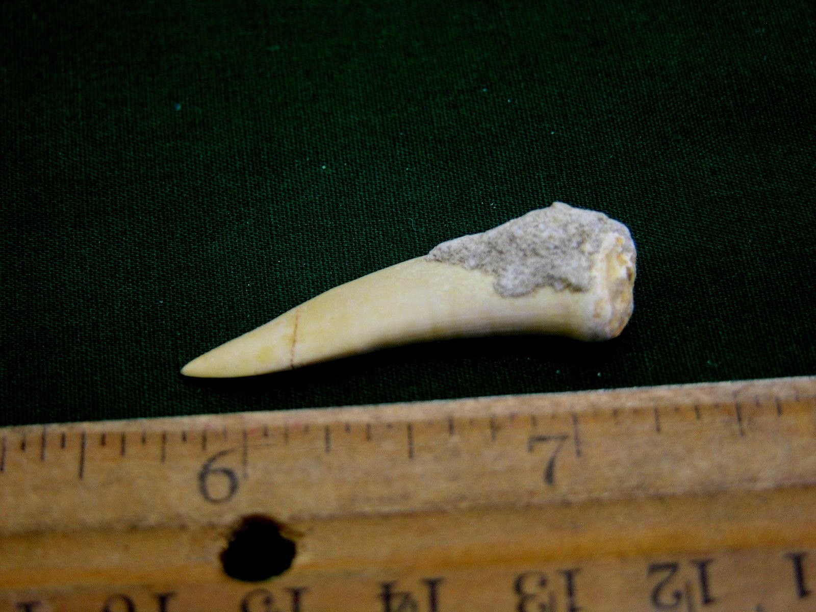 Saber tooth Herring fossil tooth Enchodus Cretaceous 1.25 inch E65 | eBay