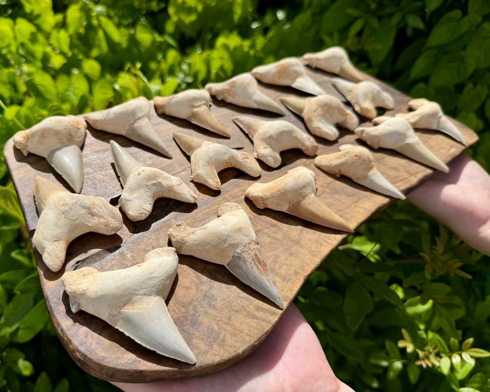 LARGE Shark Tooth Fossils, Natural Fossilized Shark Teeth - Choose Size ...