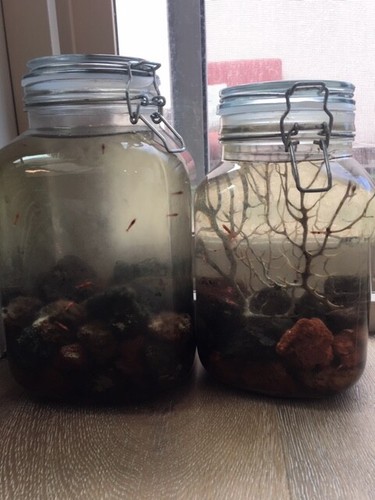 10 Hawaiian Red Shrimp Opae Ula Halocaridina Rubra Complete Set up ...