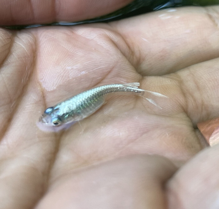 A Trio-Platinum Blue Miyuki Japanese Medaka/RiceFish, Hardy Aquarium ...