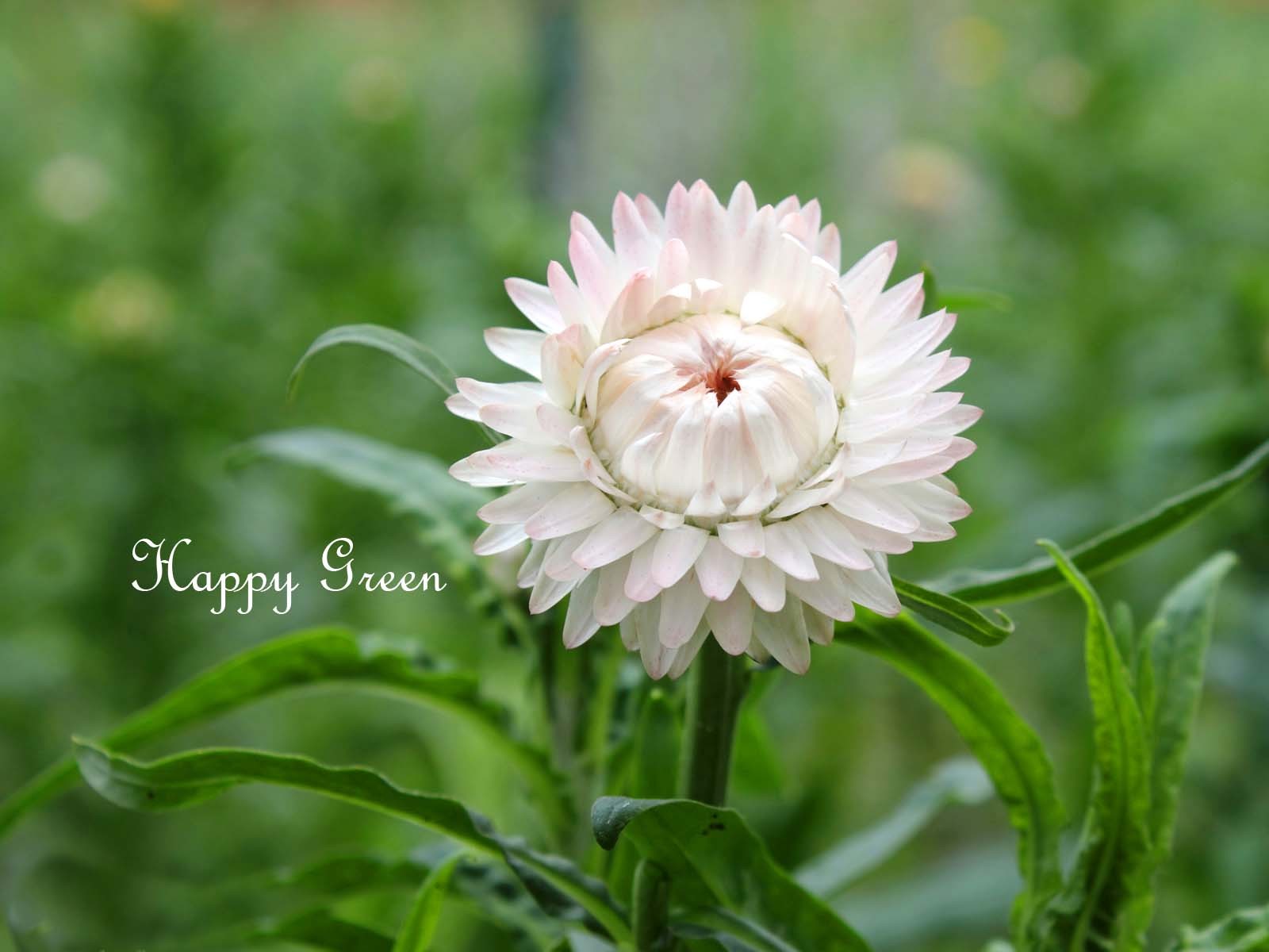 STRAWFLOWER WHITE - Helichrysum bracteatum - 900 seeds - EVERLASTING ...
