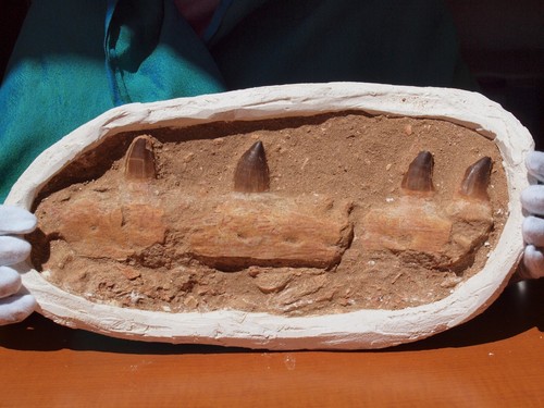 Massive Mosasaur Dinosaur Jaw Section with Fossil Teeth 100 Million ...