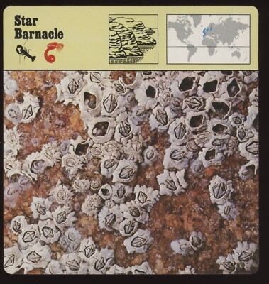 Star Barnacle Safari Cards Rencontre Arthropods | eBay