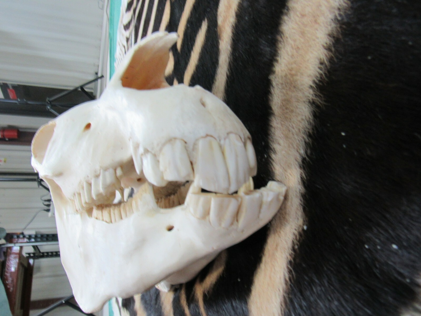 Zebra Skull African Zebra Full Skull Animal Skull African Zebra Real ...