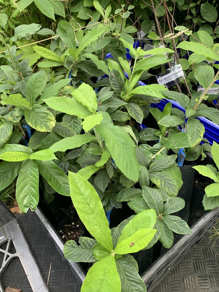 18-24” tall Breda Giant Medlar tree, Mespilus germanica, grafted Plant ...