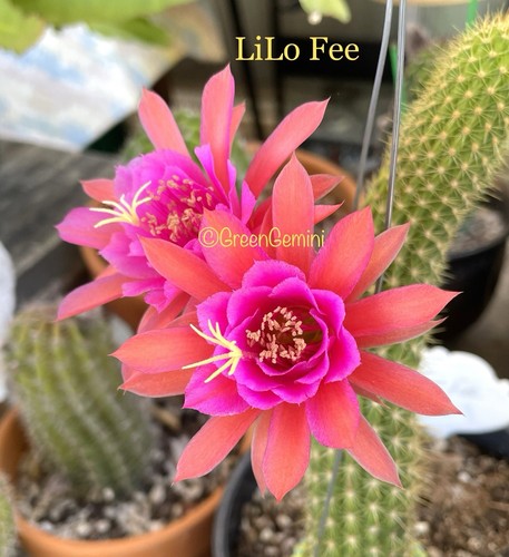 LILO FEE Hildewintera Rare European Hybrids Rooted Plants Cactus ...