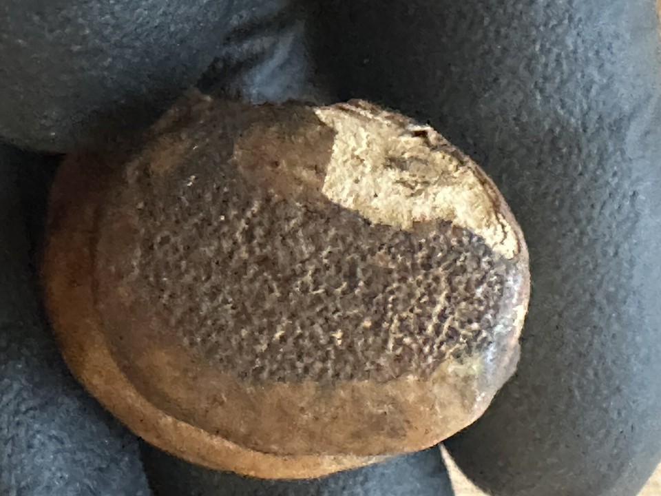 Tomachee Artifacts 👣 ESKIMO INUITS LARGE LABRET LIP CHEEK PLUG BERING ...