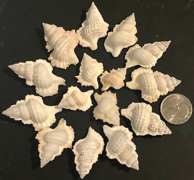 15 MAPLE LEAF SEA SHELLS 1” UP TO 1-1/2" TALL - GREAT FOR CRAFTING! | eBay