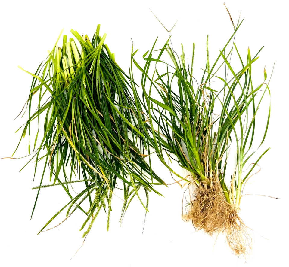 Dried Paragis Plant Powder Eleusine indica GooseGrass Poaceae Ayurvedic ...