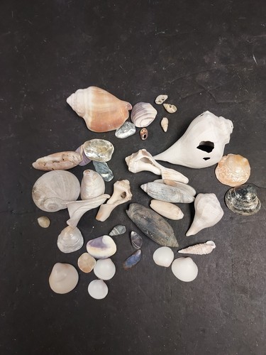 Lot Of Random Shells | eBay