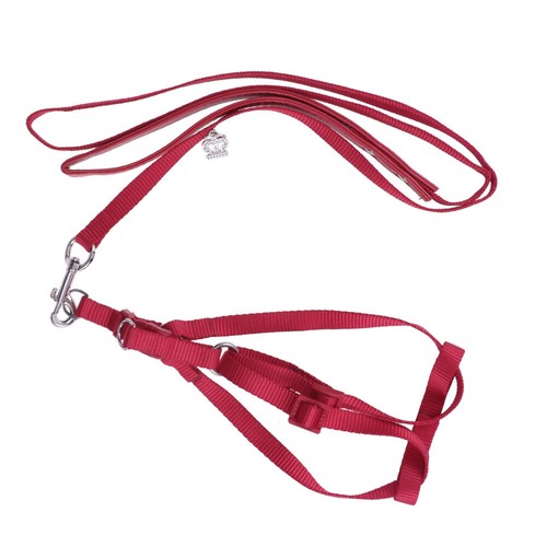 Harnais Pour Perroquet Perroquet Pied Harnais Perroquet Oiseau Harnais ...