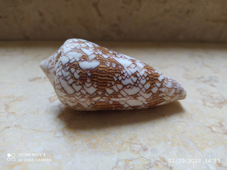 Textile Conus Shell nice Pattern Nature massive shell 91 mm red sea ...