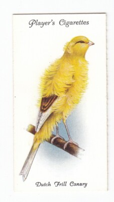 DUTCH FRILL CANARY Vintage 1933 Bird Painting Card | eBay