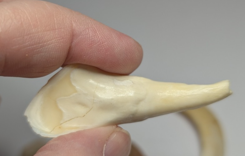 Excellent lot of Spinosaurus Tooth Dinosaur, Warthog Tusk, Water ...