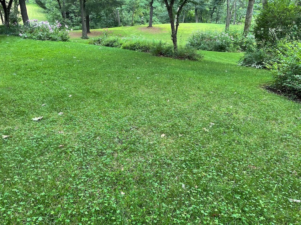 Micro Clover Seed, Organic Coated, Non-GMO, Grows Low, Simple Lawn, Pet ...