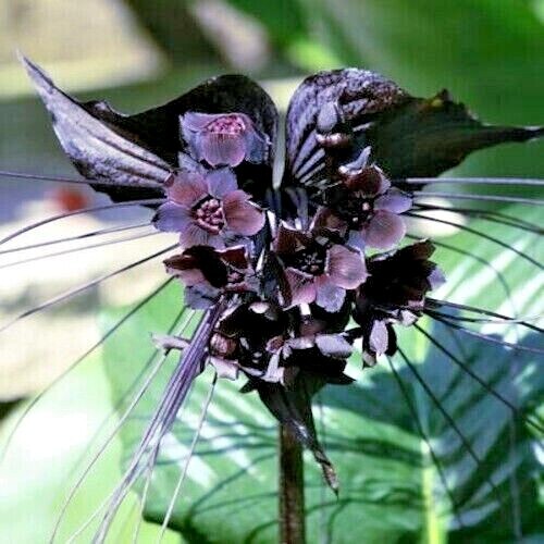 Black Bat Orchid Flower Seeds (Tacca chantrieri) RARE Tropical Garden ...