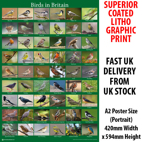 Garden Birds Uk Poster | Fasci Garden
