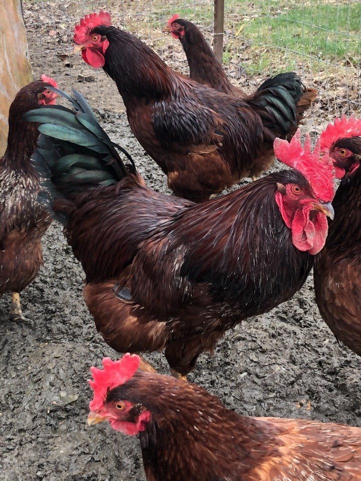 6 Rhode Island red Hatching Eggs | eBay