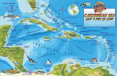 Caribbean Sea Coral Reef Creatures Guide & Map Waterproof Fish Card ...