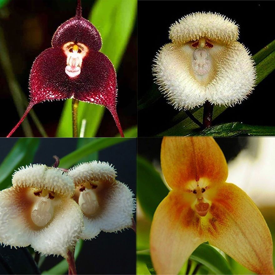 Rare Orchids