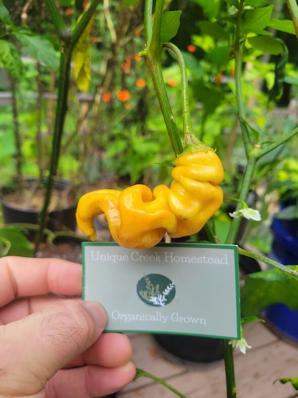 Sugar Rush STRIPEY Pepper Seeds 25,000-50,000 Scoville SHU Striped ...