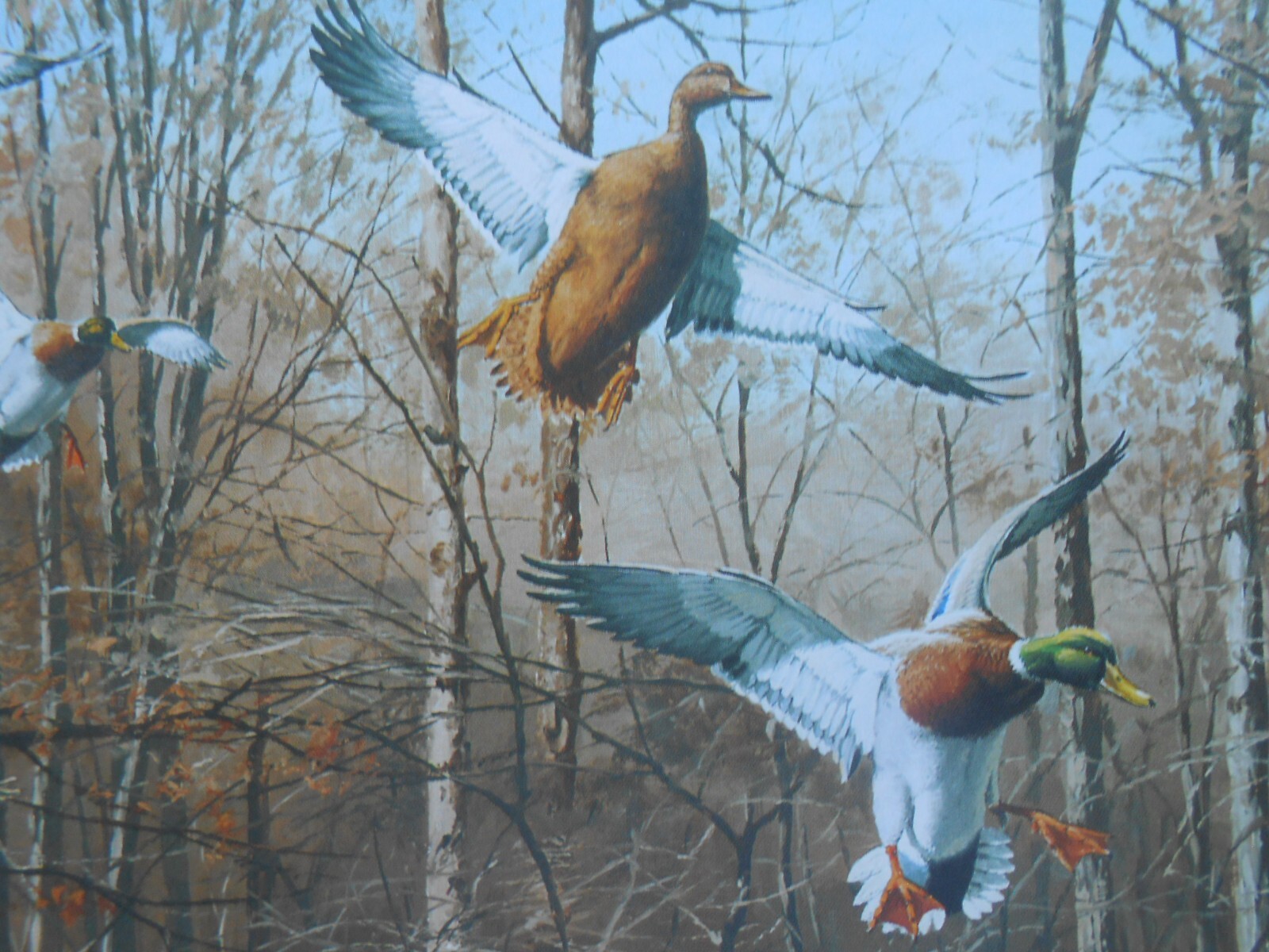 David Maass GREEN TIMBER-MALLARDS 11x14 framed 3.5 115 | eBay