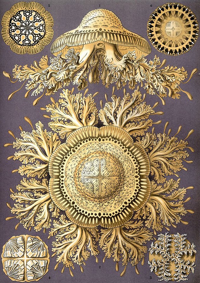 Ernst Haeckel Ocean Sea Jelly Fish Biology Painting Giclee Print Canvas ...